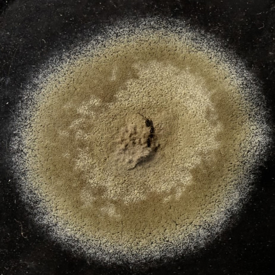 Alexander Fleming's 'Mold That Made Penicillin' Sells for Record ...